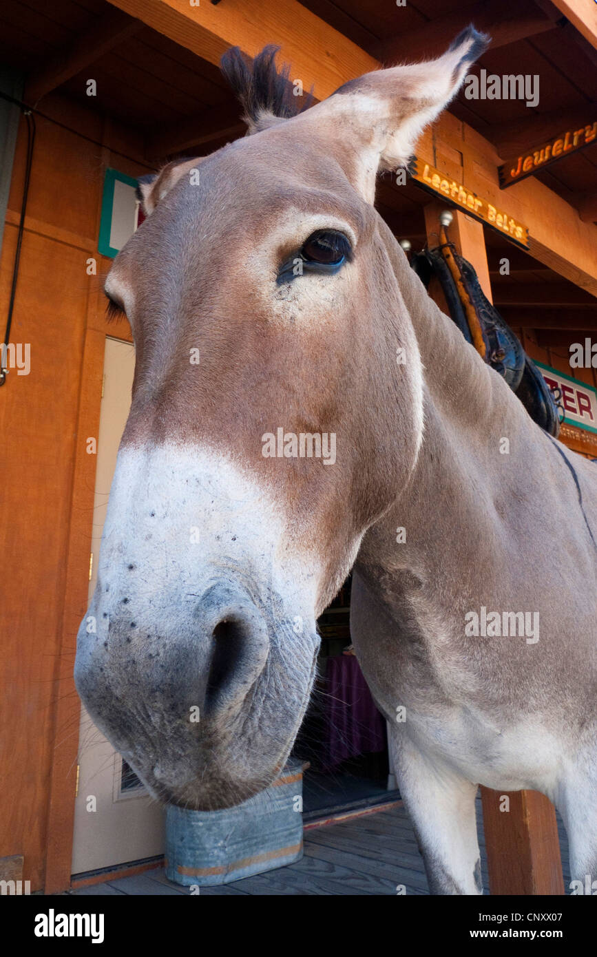 domestic donkey (Equus asinus f. asinus), portrait of a burro standing ...