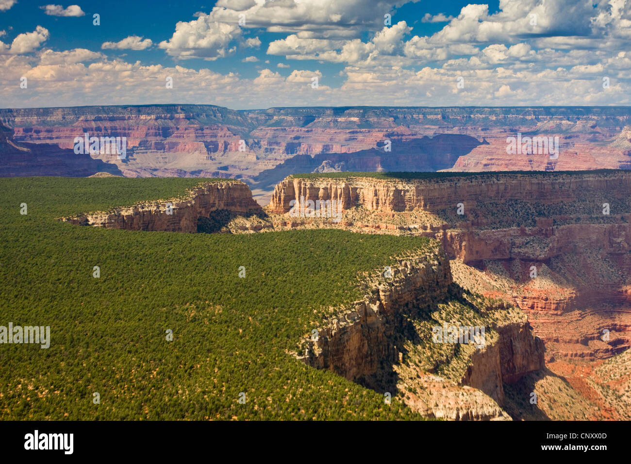 coniferous forest and souther edge of Grand Canyon, USA, Arizona, Grand ...