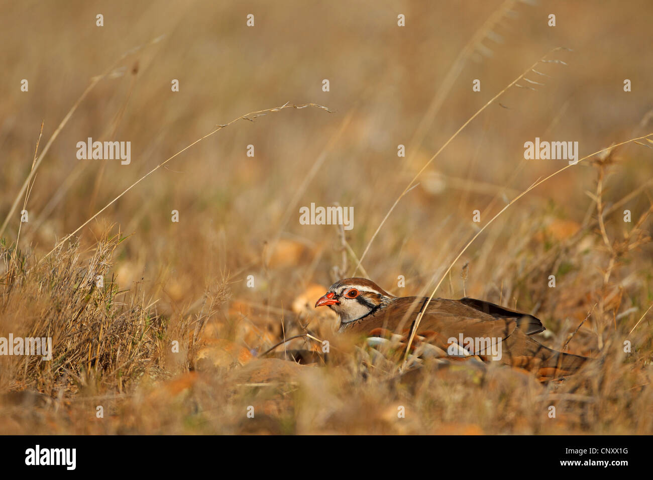 Red legged partridge france hi-res stock photography and images - Alamy
