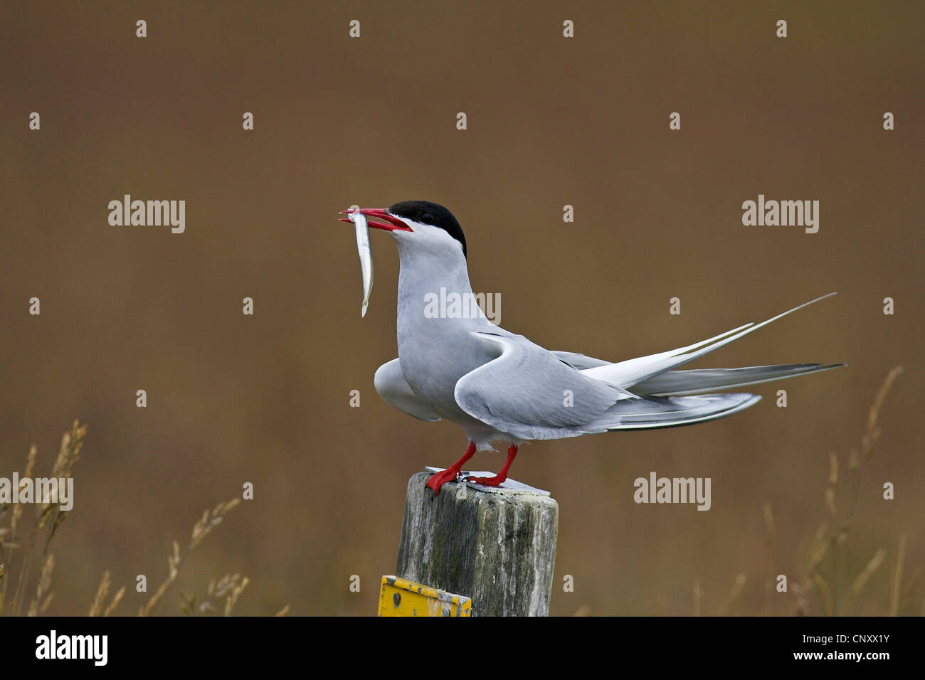 arctic tern (Sterna paradisaea), with caught fish in the beak, Iceland ...