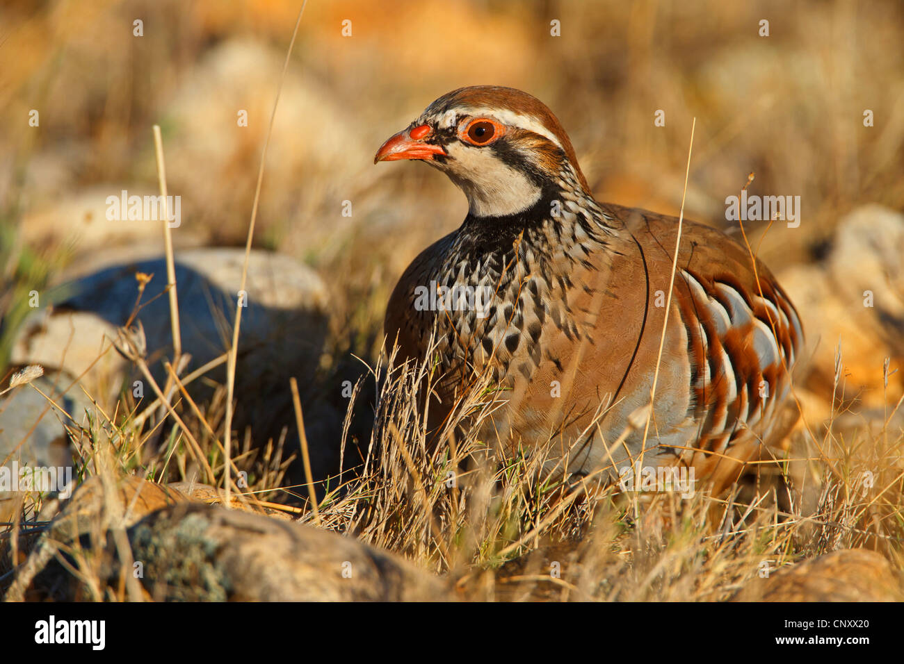red-legged partridge (Alectoris rufa), sitting in a meadow, France ...
