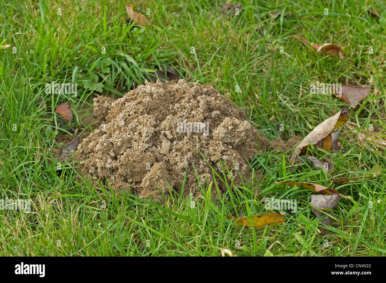 Mole with mole hill hi-res stock photography and images - Alamy