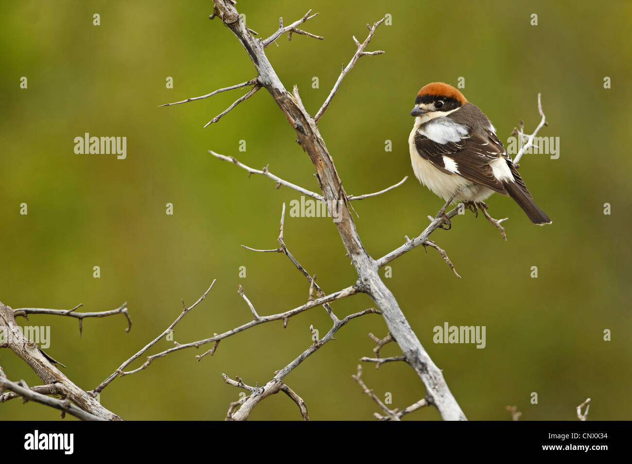 woodchat shrike (Lanius senator), sitting on a branch, Turkey, Adyaman ...