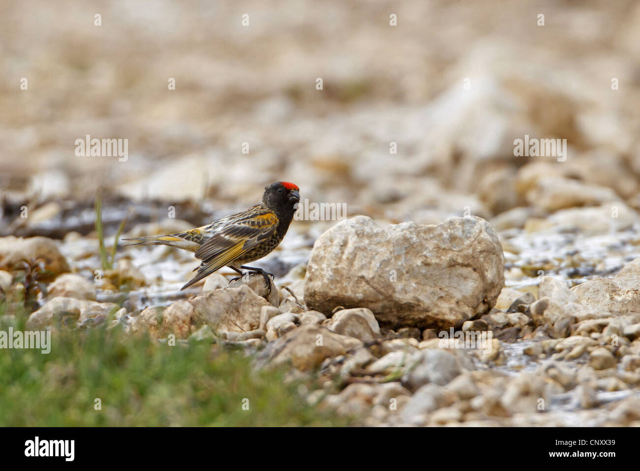 red-fronted serin (Serinus pusillus), male sitting on stony ground ...