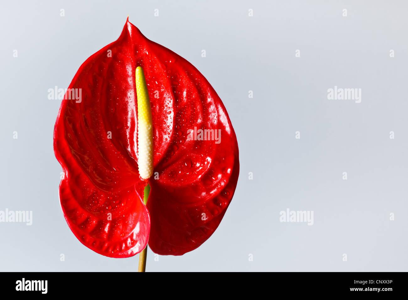 red flamingo flower Stock Photo - Alamy