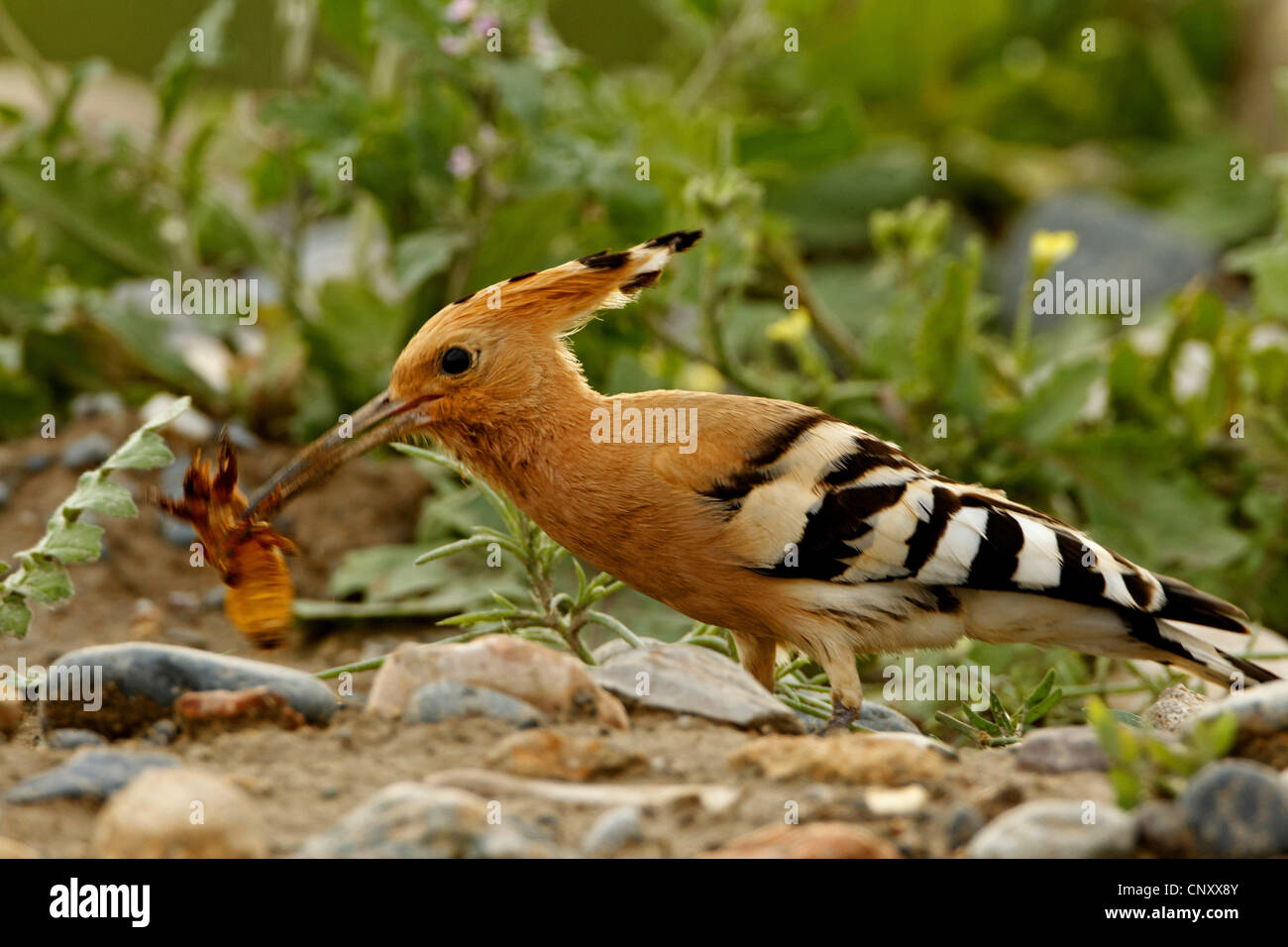 hoopoe (Upupa epops), sitting on stony soil ground with a caught insect ...