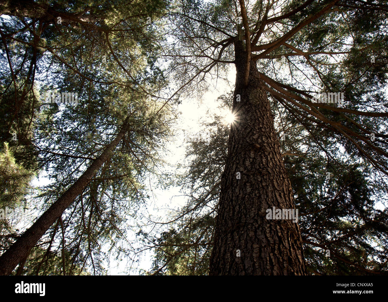 Sun peaking through forest trees Stock Photo - Alamy