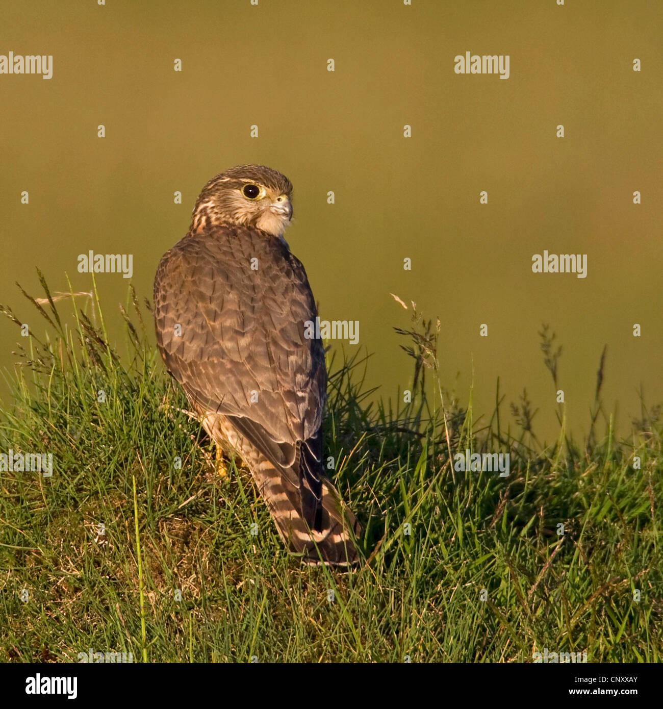 Female merlin hi-res stock photography and images - Alamy