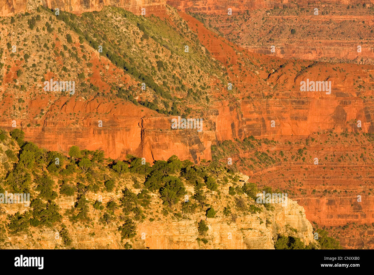 overgrown rock walls of the Grand Canyon, USA, Arizona, Grand Canyon ...