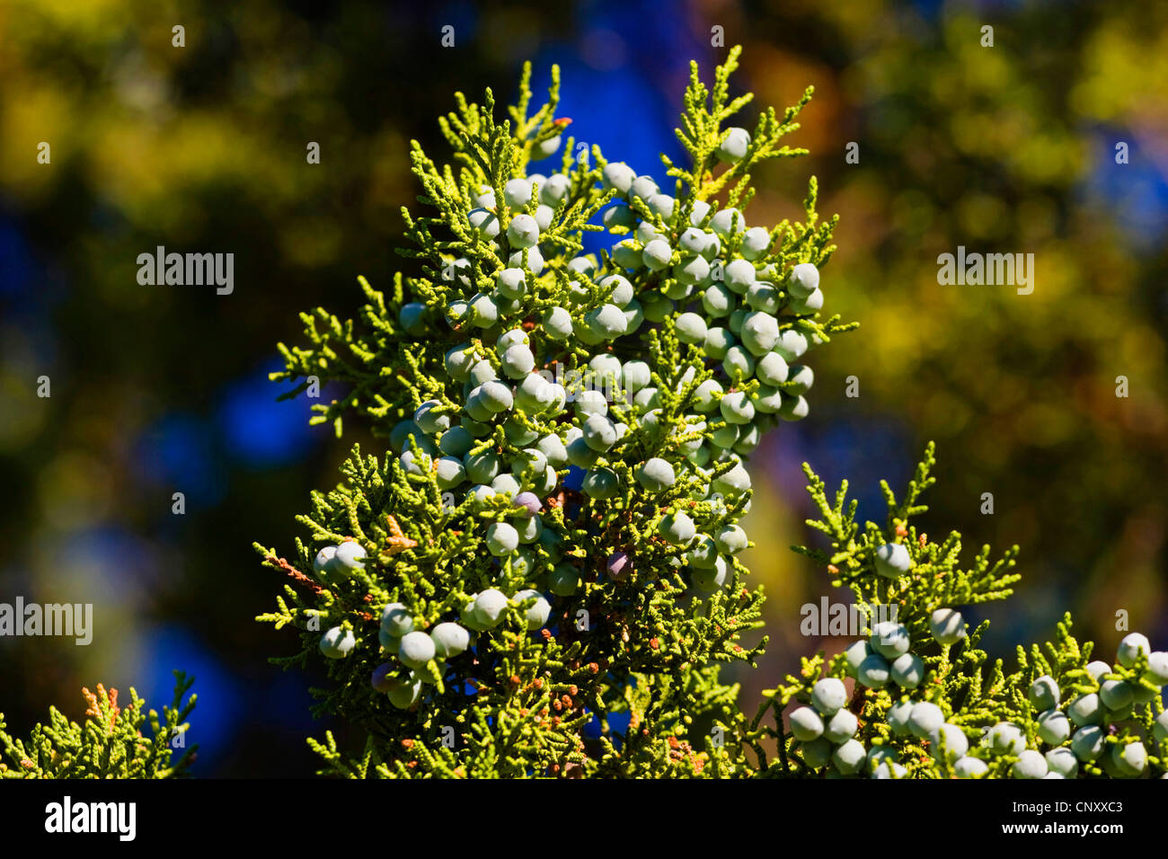 Utah juniper trees juniperus osteosperma hi-res stock photography and ...