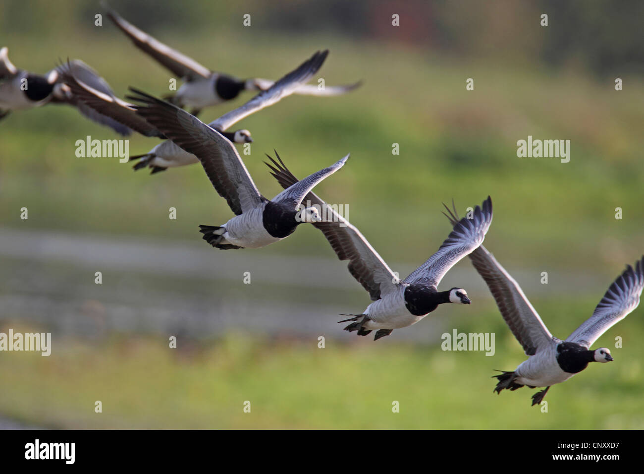 barnacle goose (Branta leucopsis), flying flock, Netherlands, Flevoland ...