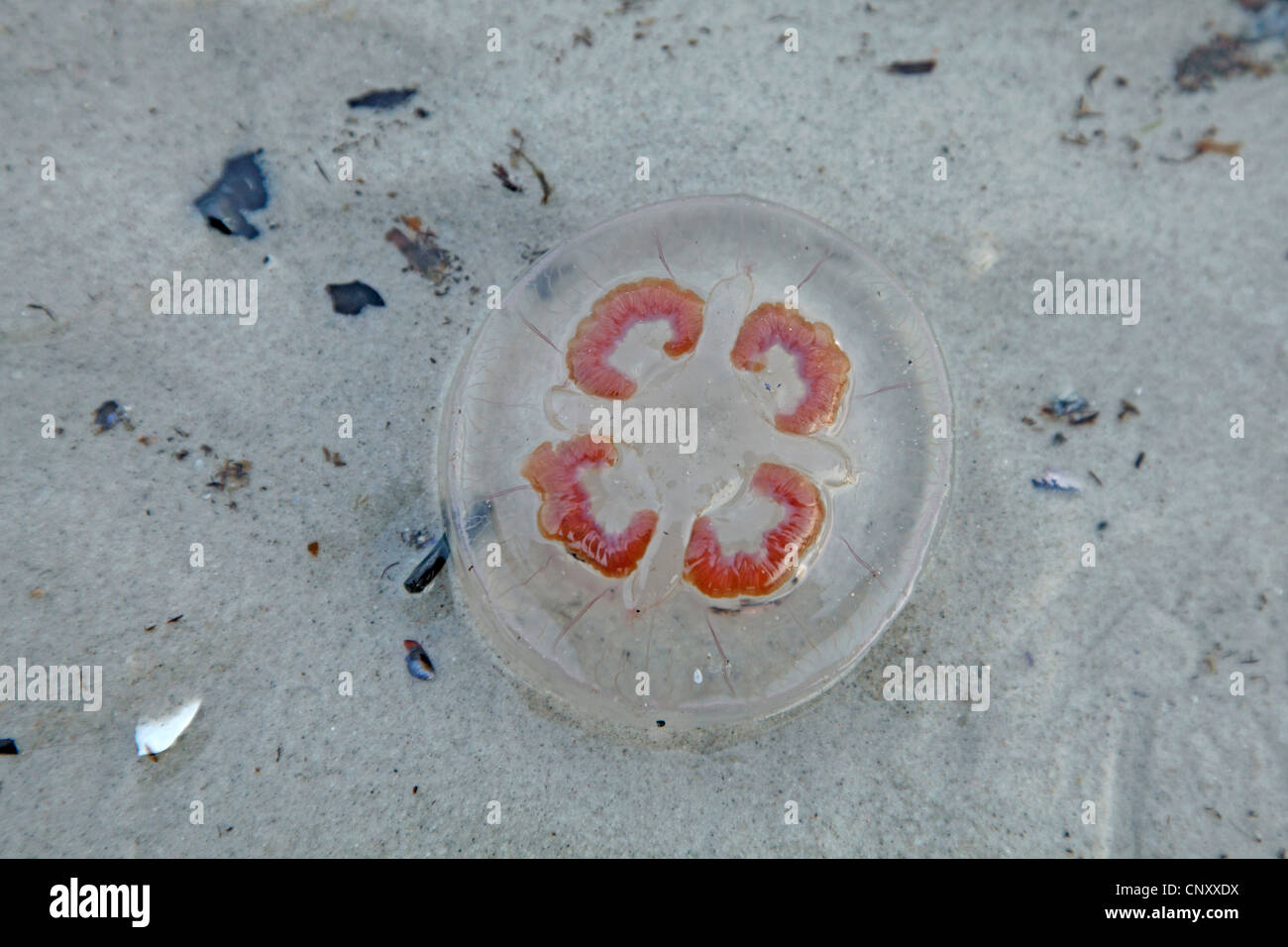 moon jelly, common jellyfish (Aurelia aurita), dead on the beach ...