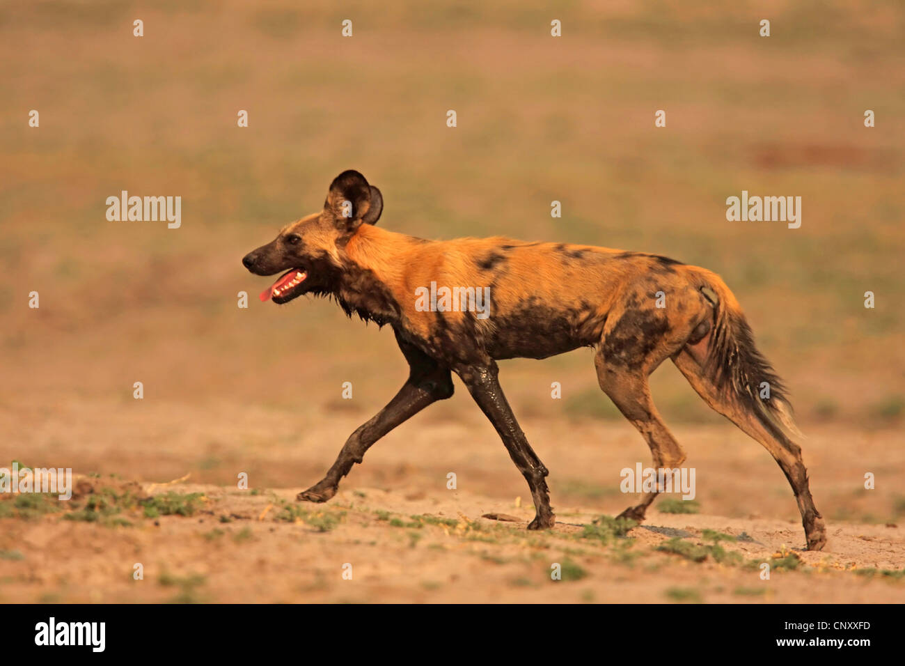 African wild dogs running hi-res stock photography and images - Alamy