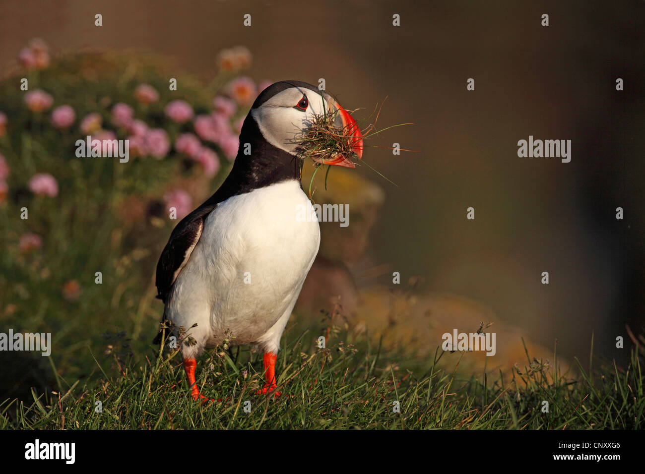 Atlantic puffin, Common puffin (Fratercula arctica), with grass in in ...