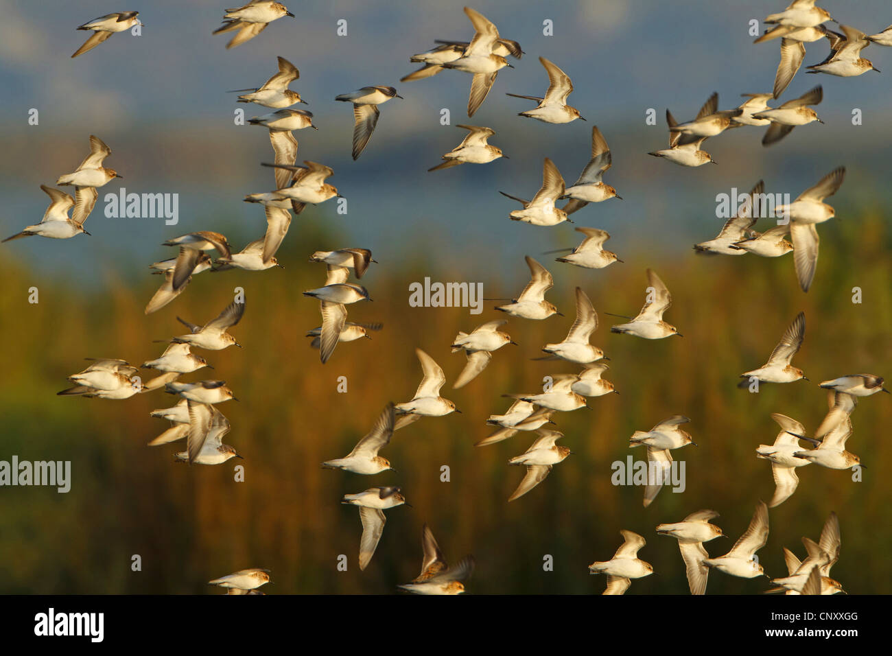little stint (Calidris minuta), flying flock, Turkey, Goeksu Delta ...