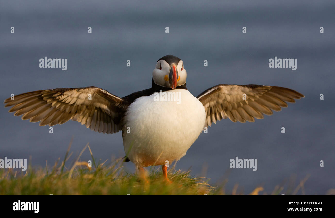 Atlantic puffin, Common puffin (Fratercula arctica), with wings ...