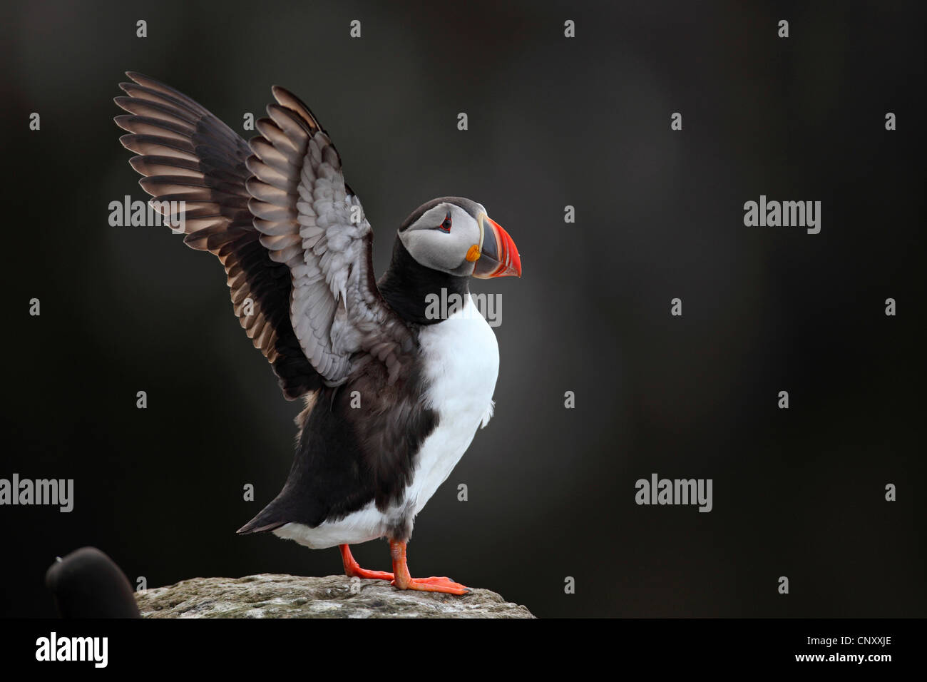 Atlantic puffin, Common puffin (Fratercula arctica), flapping wings ...