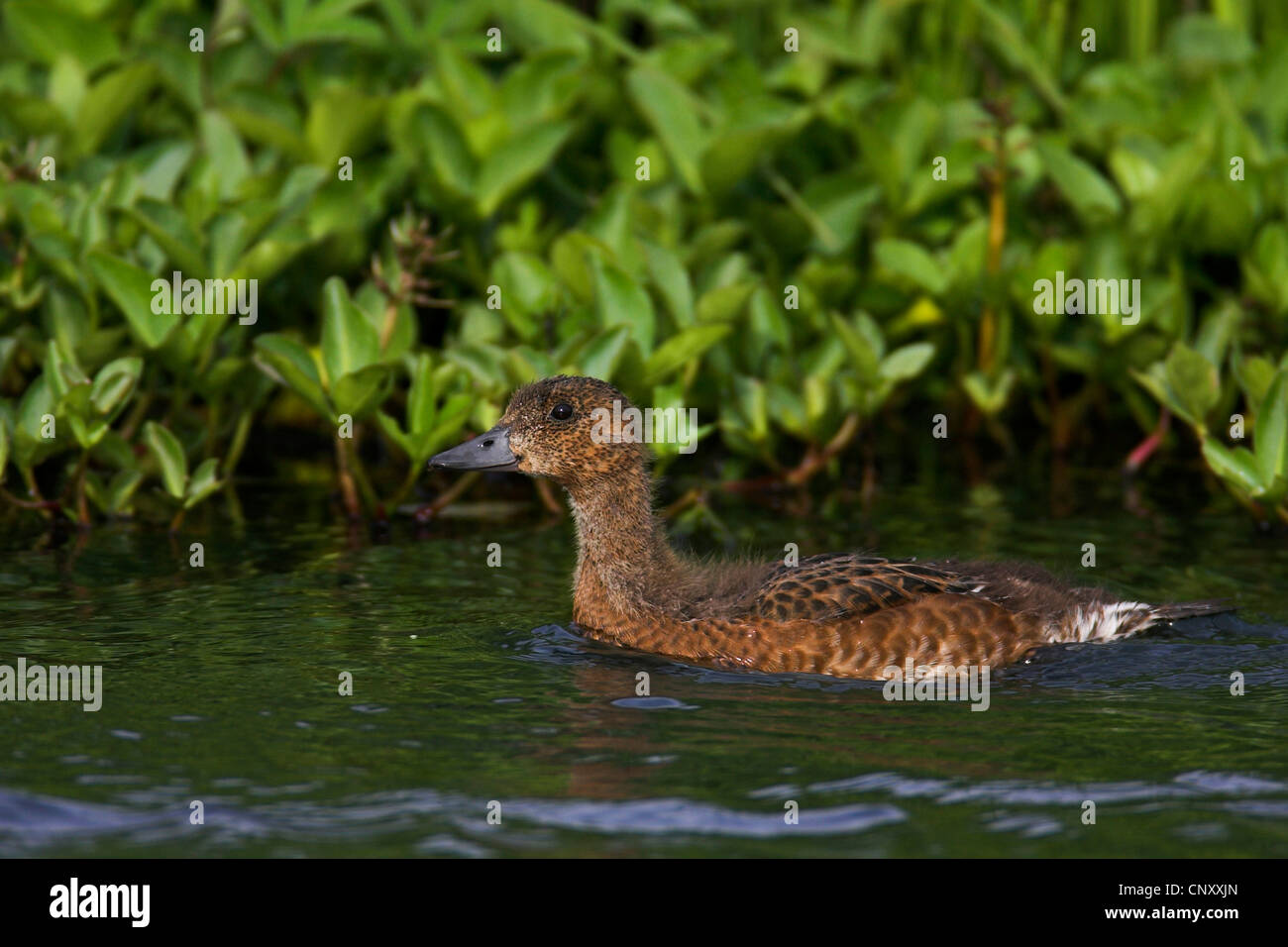Juvenile wigeon hi-res stock photography and images - Alamy