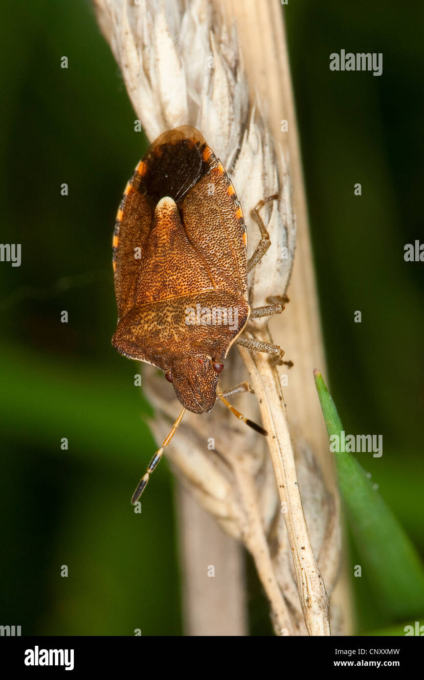 Bug peribalus vernalis hi-res stock photography and images - Alamy