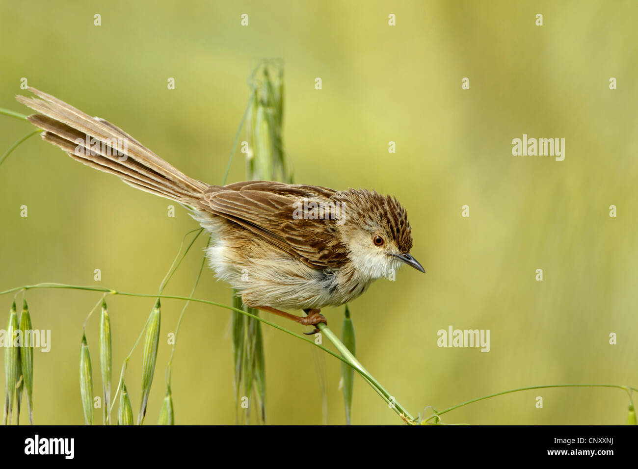graceful warbler (Prinia gracilis), sitting on a grass blade, Turkey ...