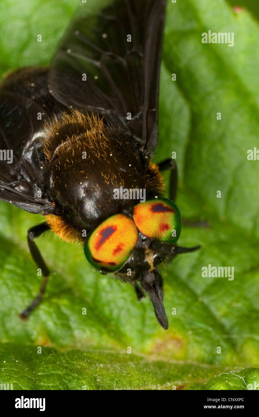 Blinding Breeze fly, Splayed Deerfly (Chrysops caecutiens), male ...