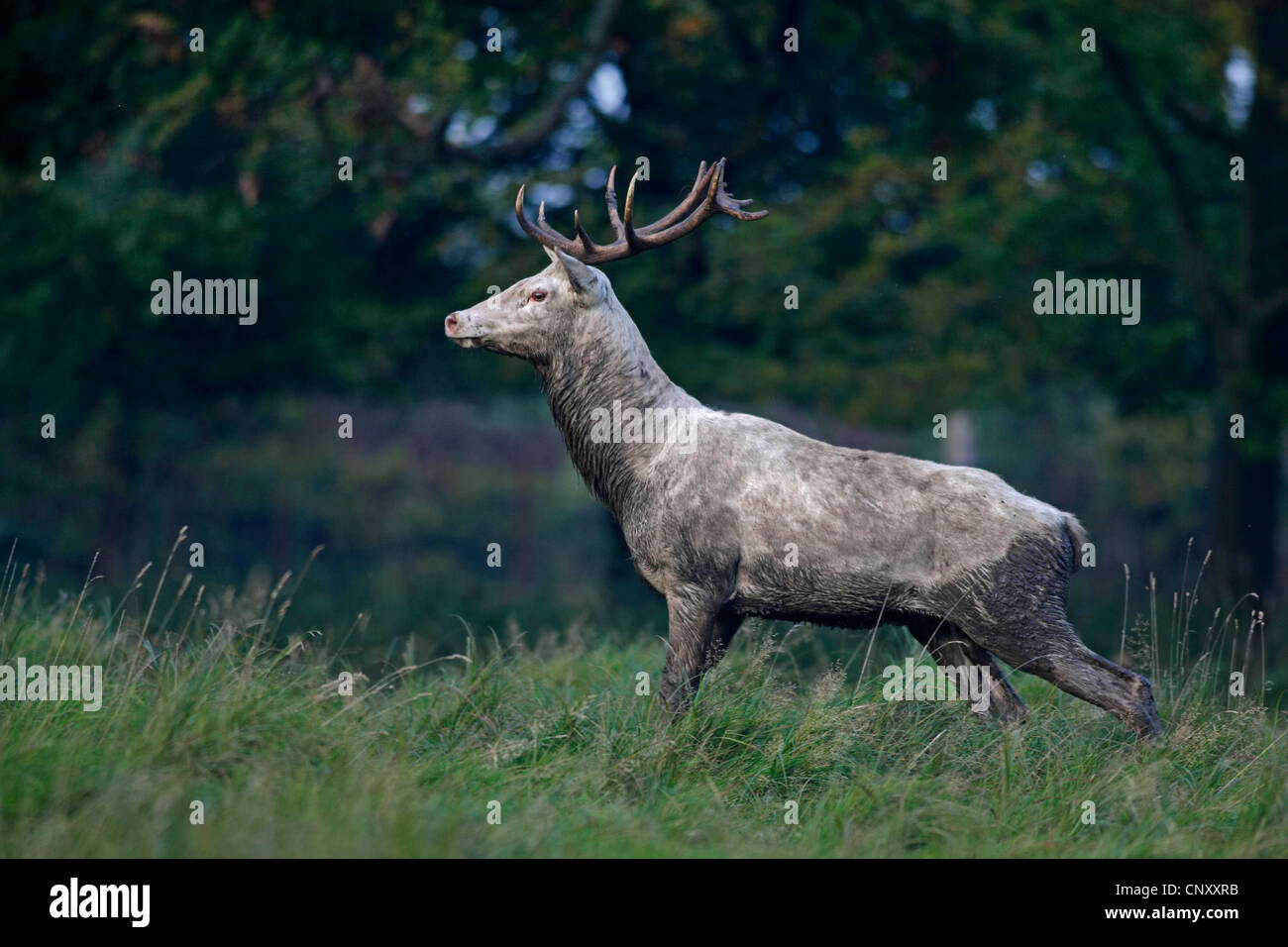 red deer (Cervus elaphus), albino red deer standing on rutting ground ...