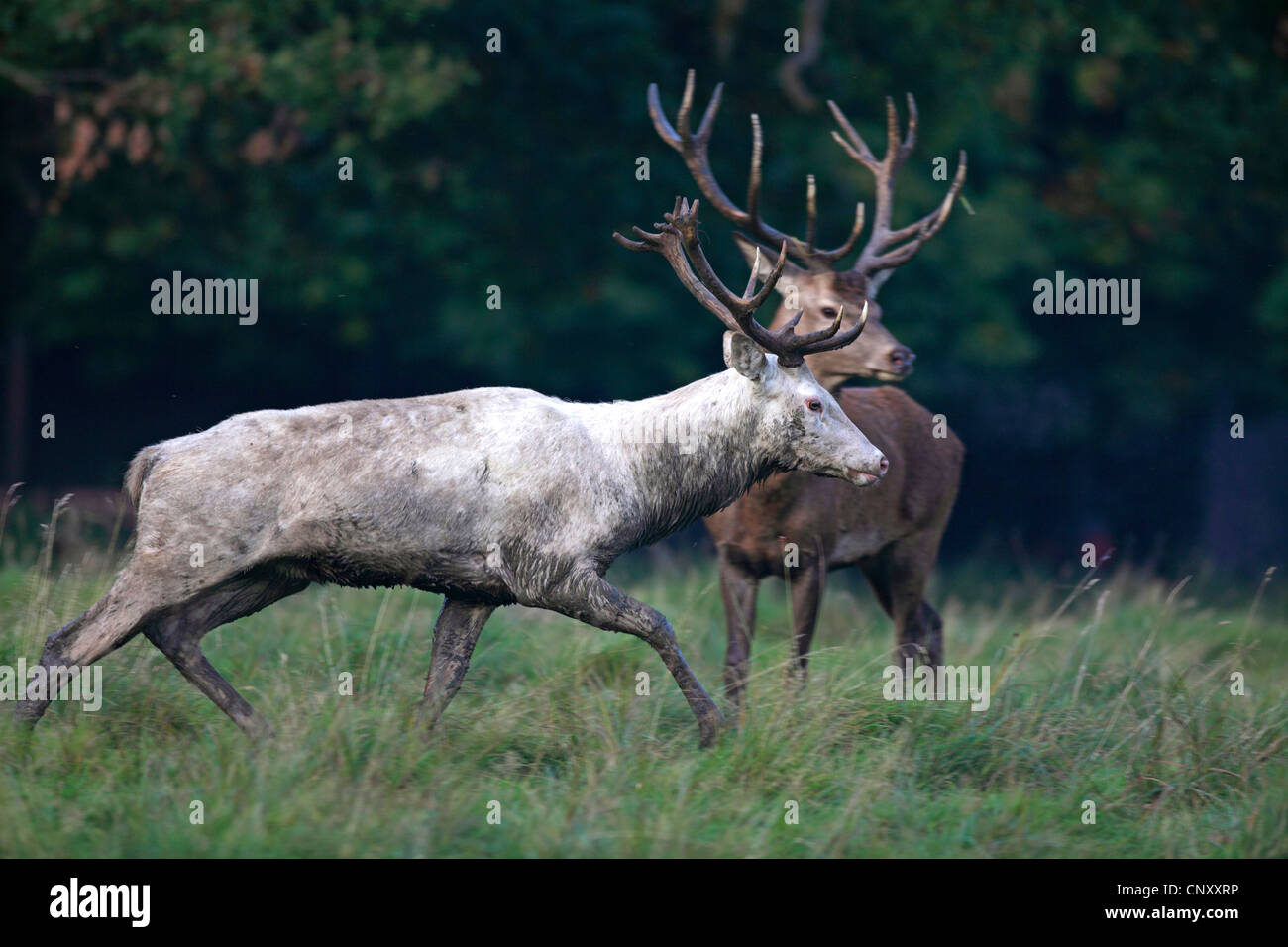 Red deer enclosure hi-res stock photography and images - Alamy