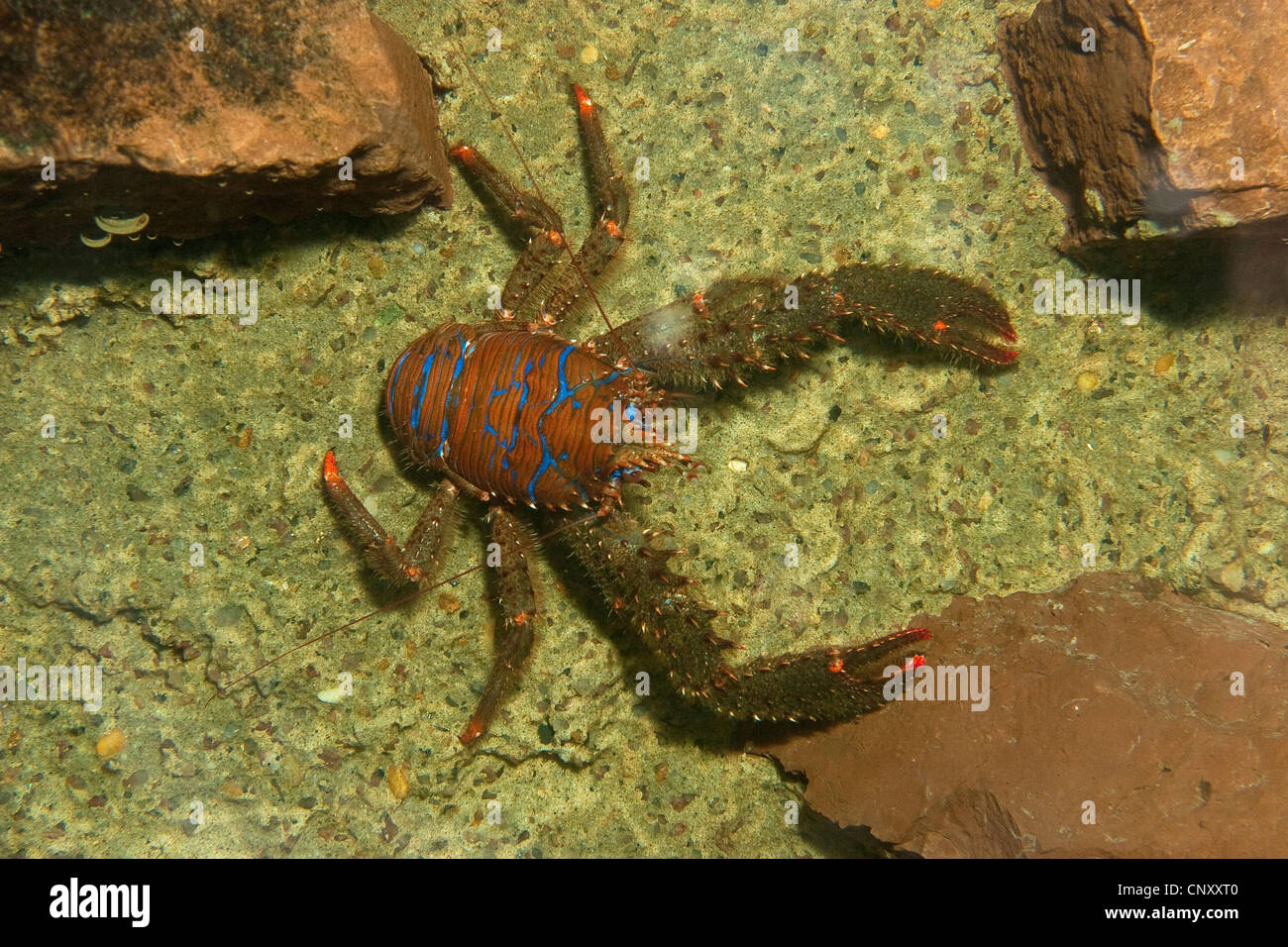 strigose squat lobster (Galathea strigosa Stock Photo - Alamy