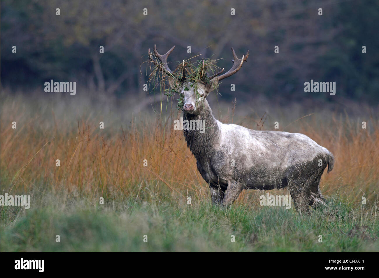 red deer (Cervus elaphus), albino red deer standing on a rutting ground ...