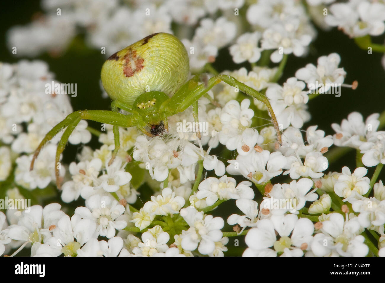 Triangle Crab Spider (Ebrechtella tricuspidata, Misumenops ...