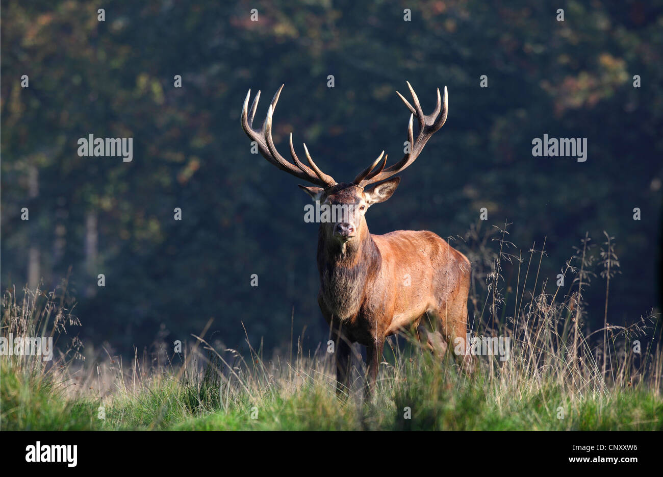 The forest is magnificent hi-res stock photography and images - Alamy