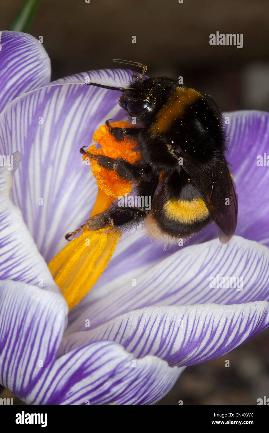 buff-tailed bumble bee (Bombus terrestris), pollination of a Crocus ...