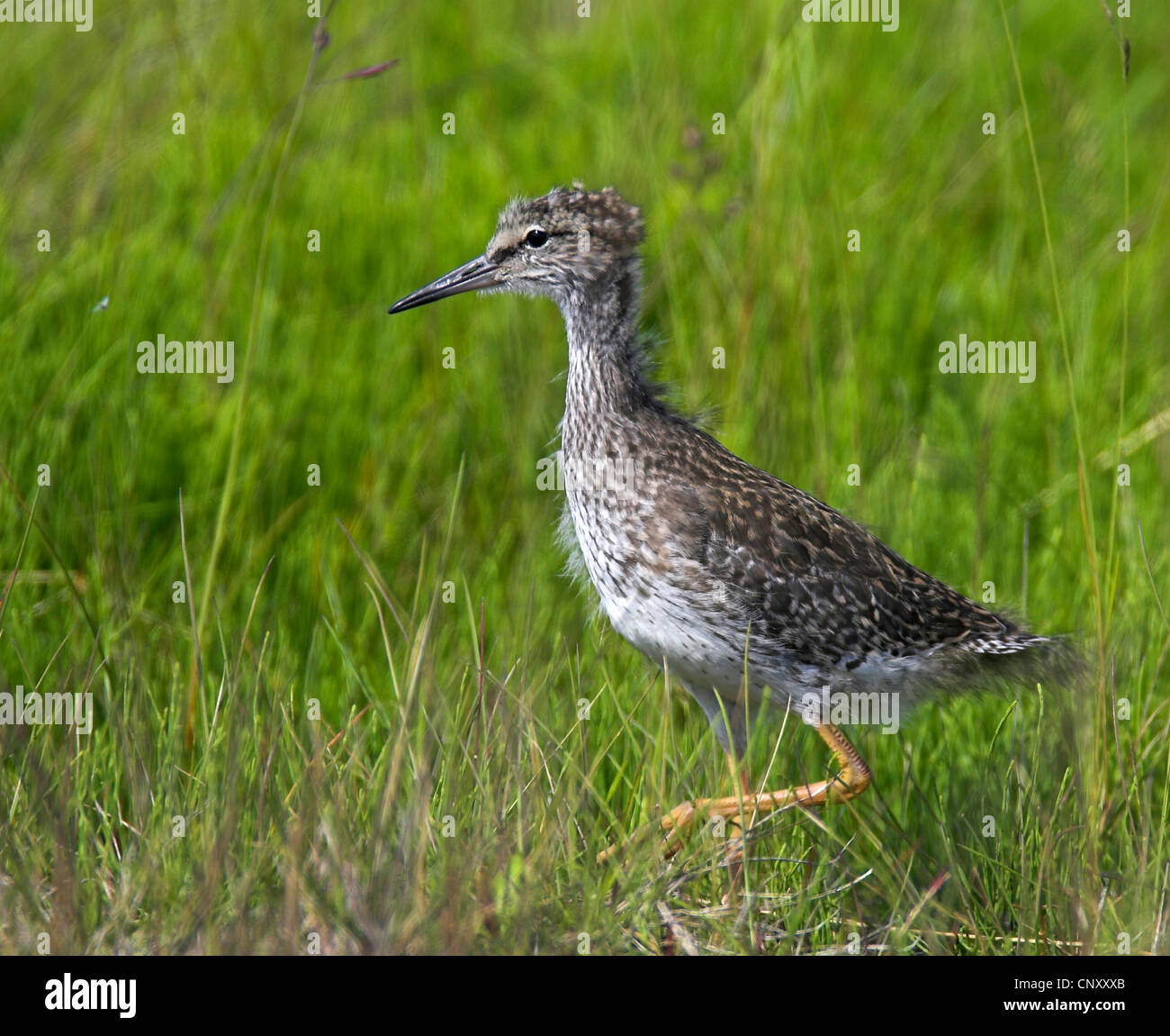 Common shorebirds in iceland hi-res stock photography and images - Alamy
