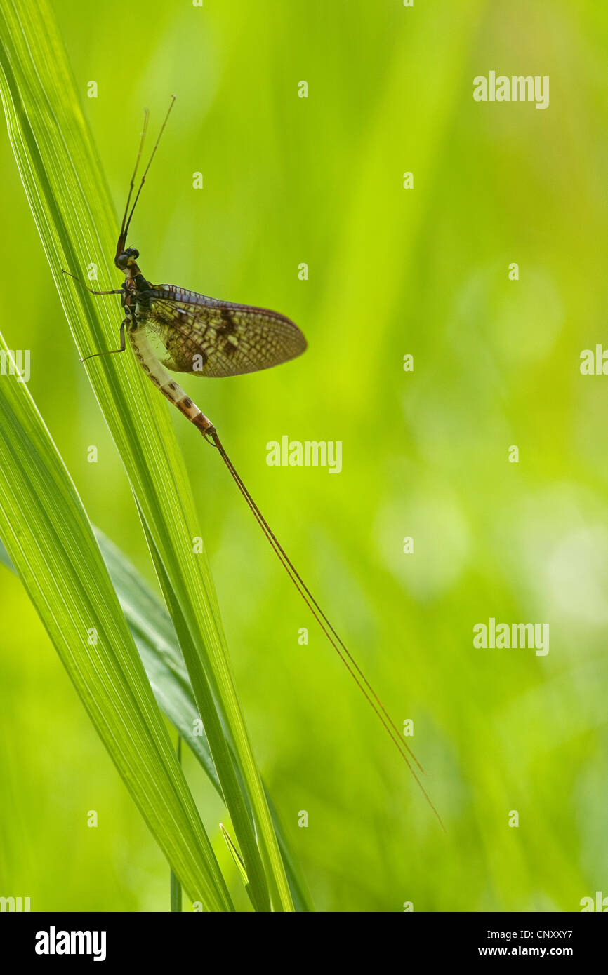 Green drake mayfly hi-res stock photography and images - Alamy