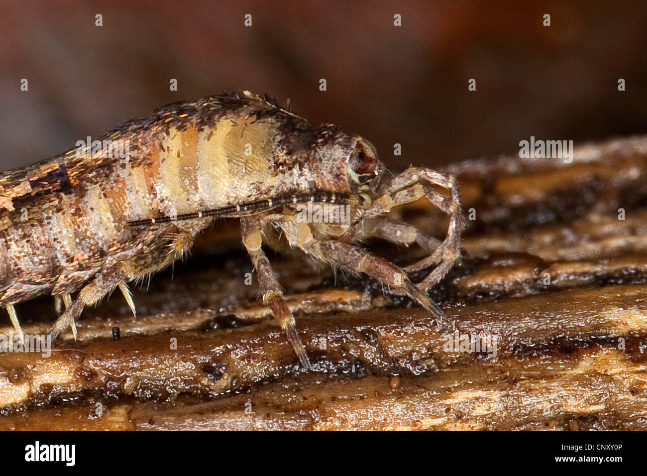 jumping bristletails (Lepismachilis y-signata, Lepismachilis y-notata ...