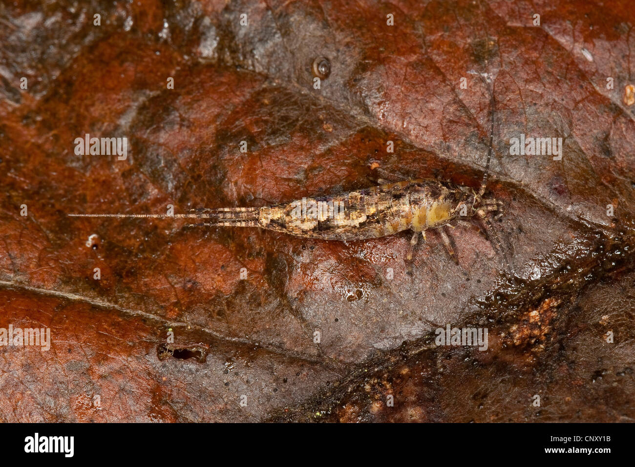 What Are Bristletails at Alexis Hoff blog