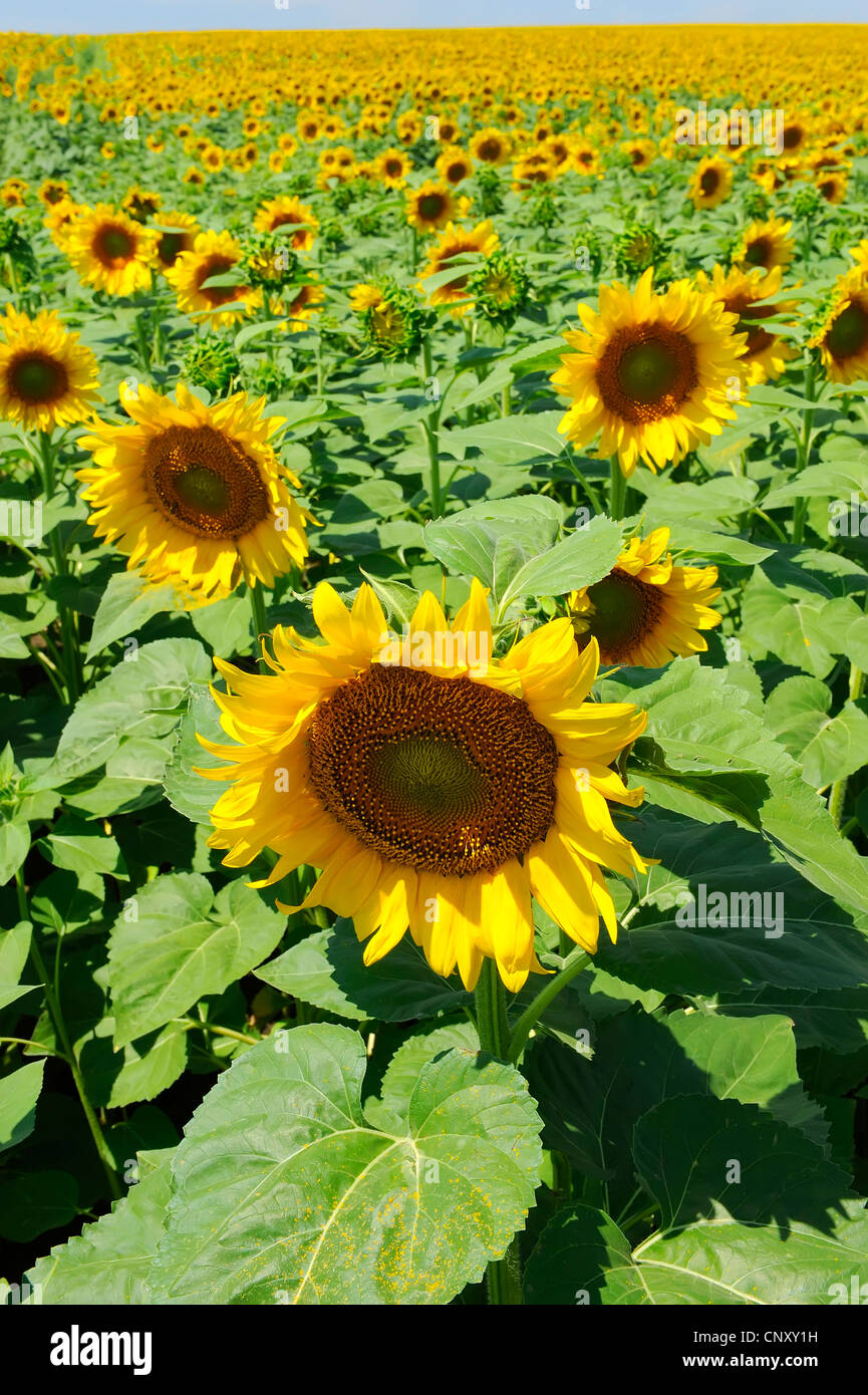 Yellow Sunflower field flower bright pattern South Dakota SD Stock ...