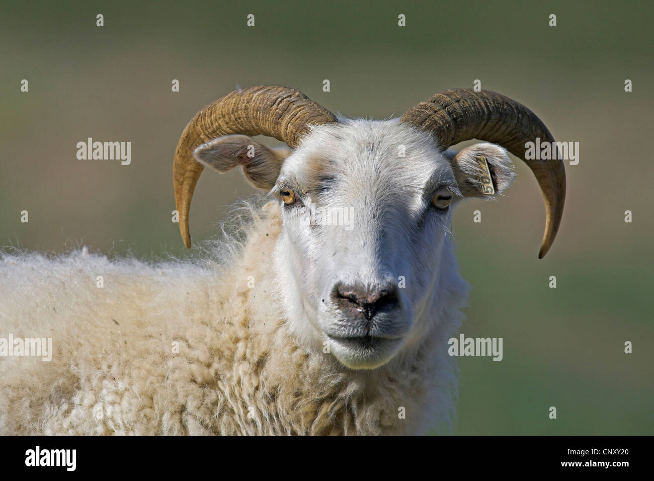 domestic sheep (Ovis ammon f. aries), buck, portrait, Iceland, Myvatn ...