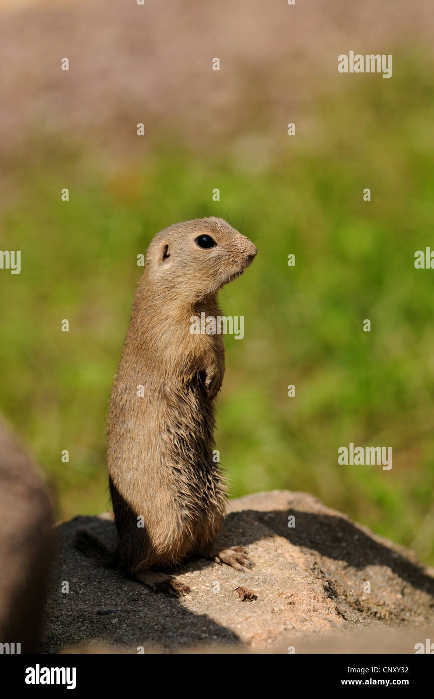 European susliks hi-res stock photography and images - Alamy