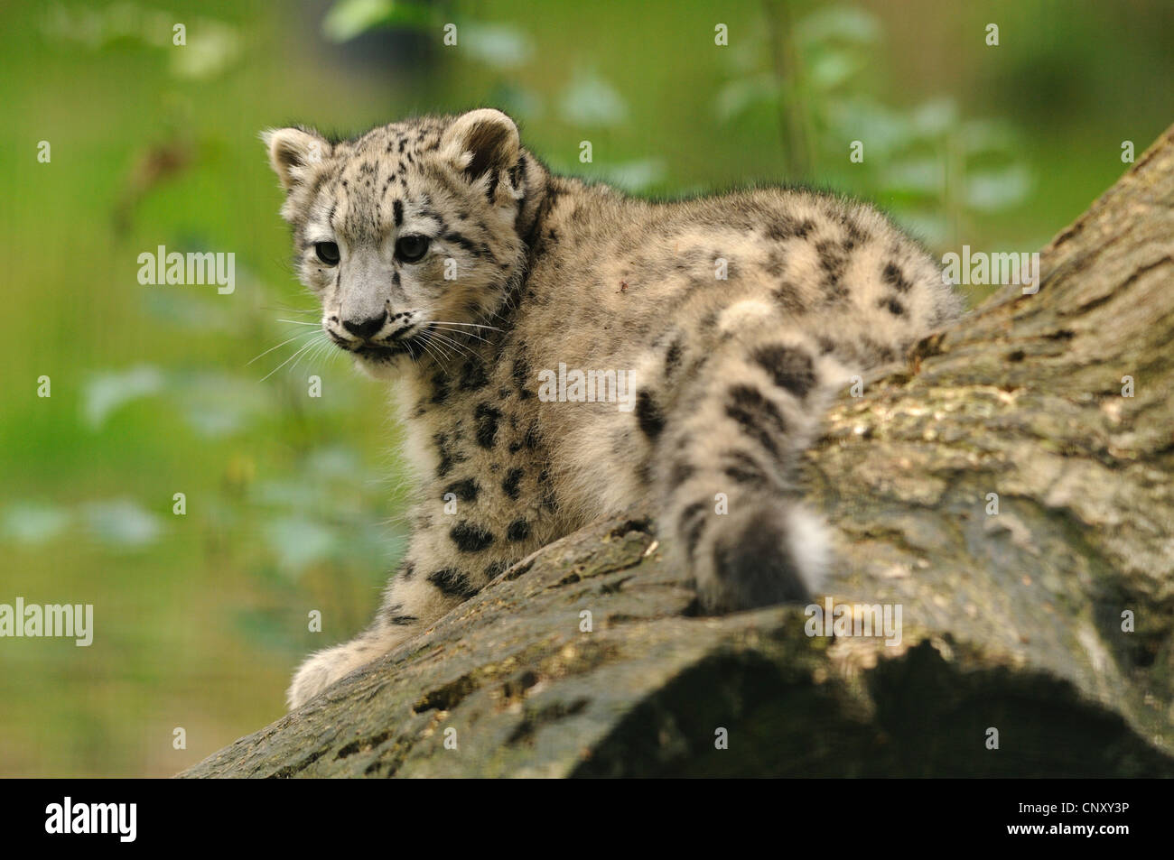 Leopard sitting on log hi-res stock photography and images - Alamy