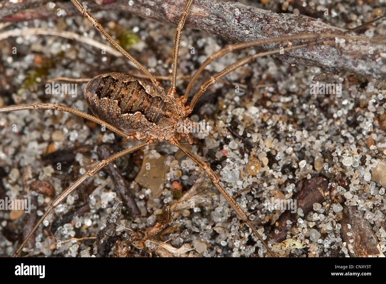 Common harvestman hi-res stock photography and images - Alamy