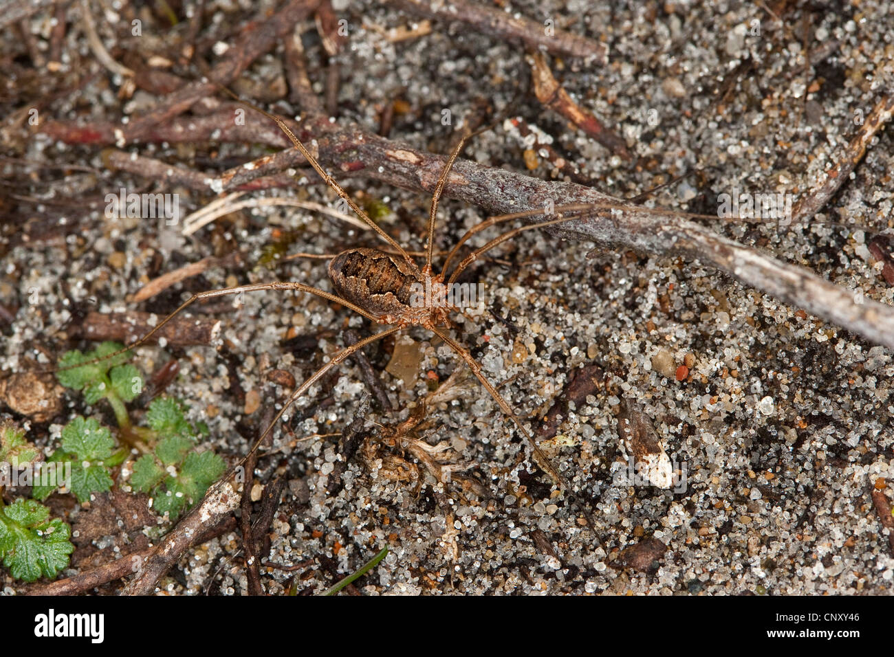 common harvestman (Phalangium opilio), female, Germany Stock Photo - Alamy
