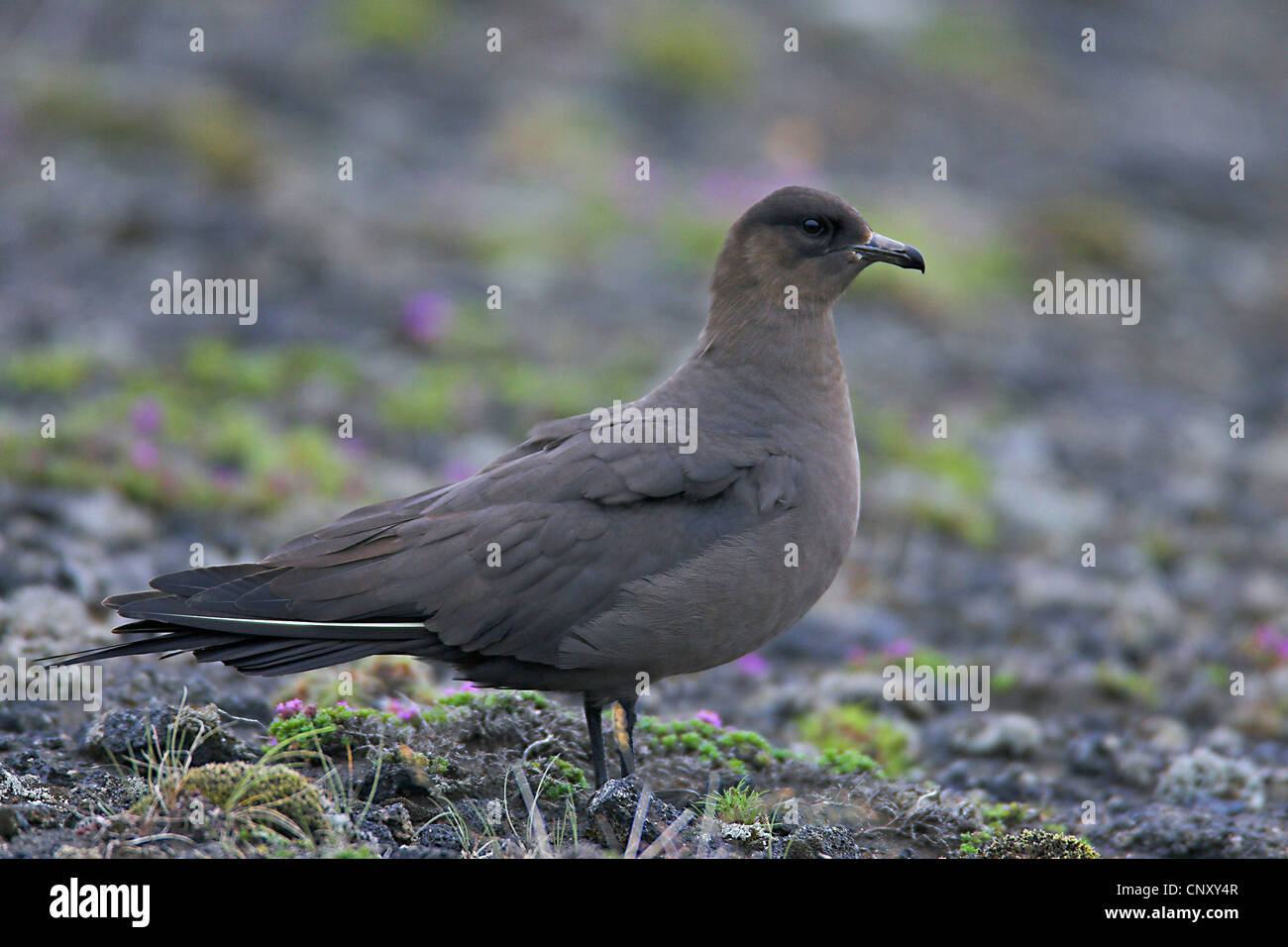 Parasitic Jaeger, Arctic Skua, Parasitic Skua (Stercorarius parasiticus ...