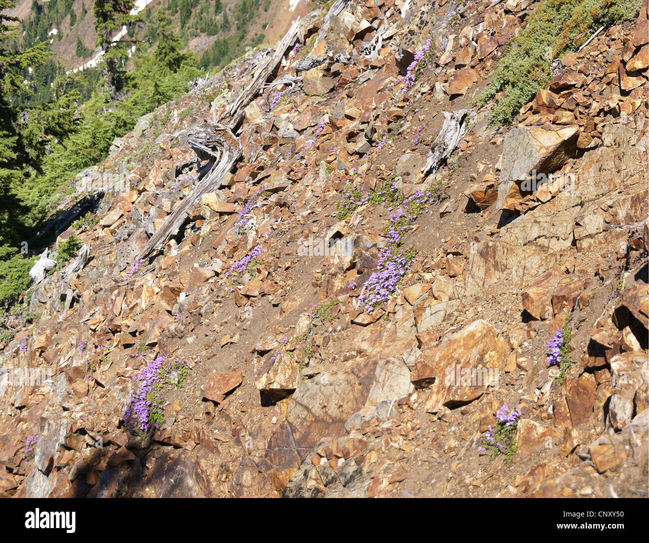 Mountain wildflowers - penstemon on dry, rocky slopes, Snoqualmie Pass ...