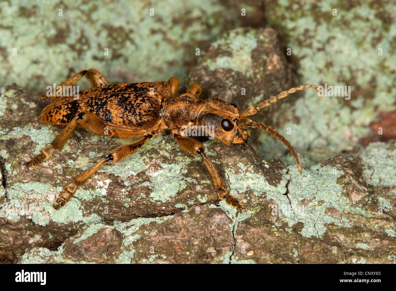 Rhagium sycophanta (Rhagium sycophanta), Germany Stock Photo - Alamy
