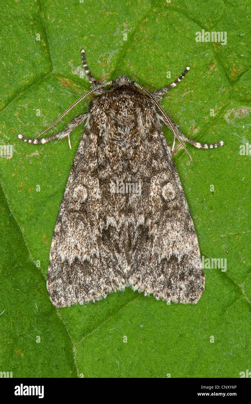Poplar Grey (Acronicta megacephala, Apatele megacephala), sitting on a ...