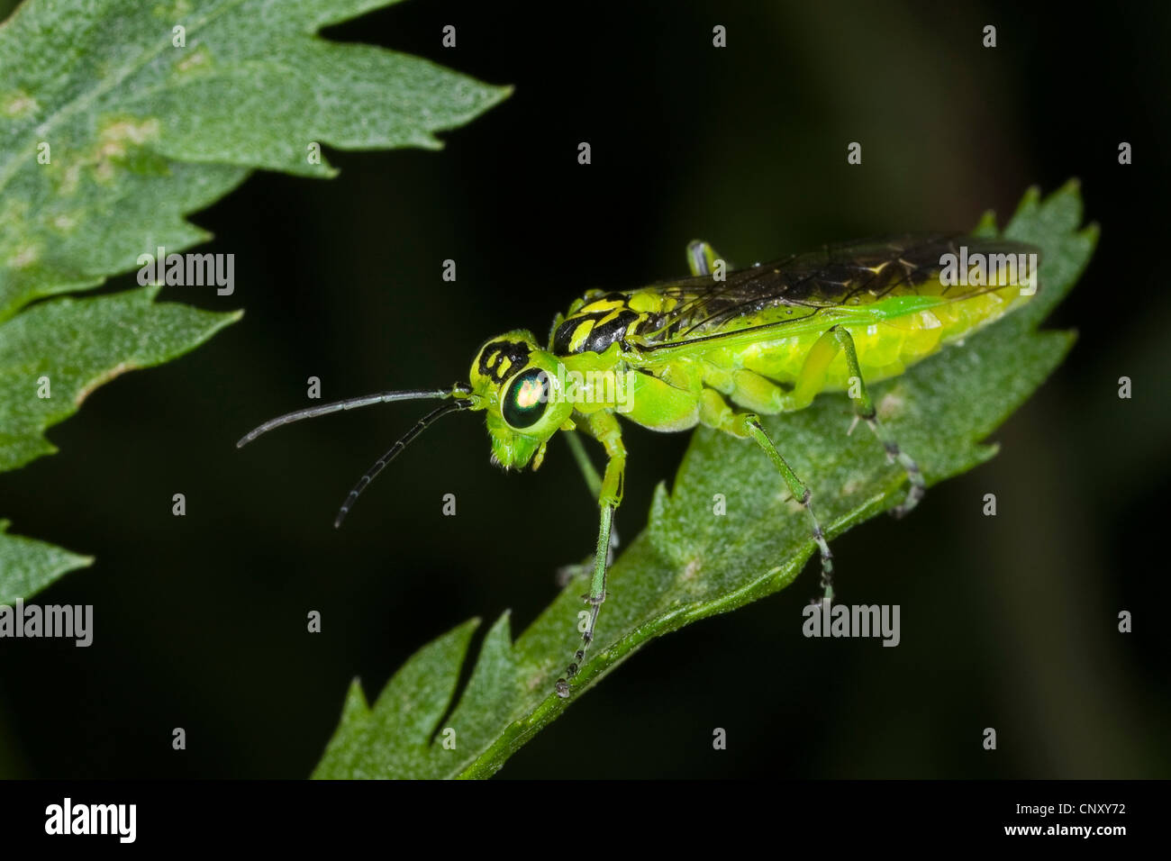 Green Sawfly (Rhogogaster cf. viridis), sitting on a leaf, Germany ...