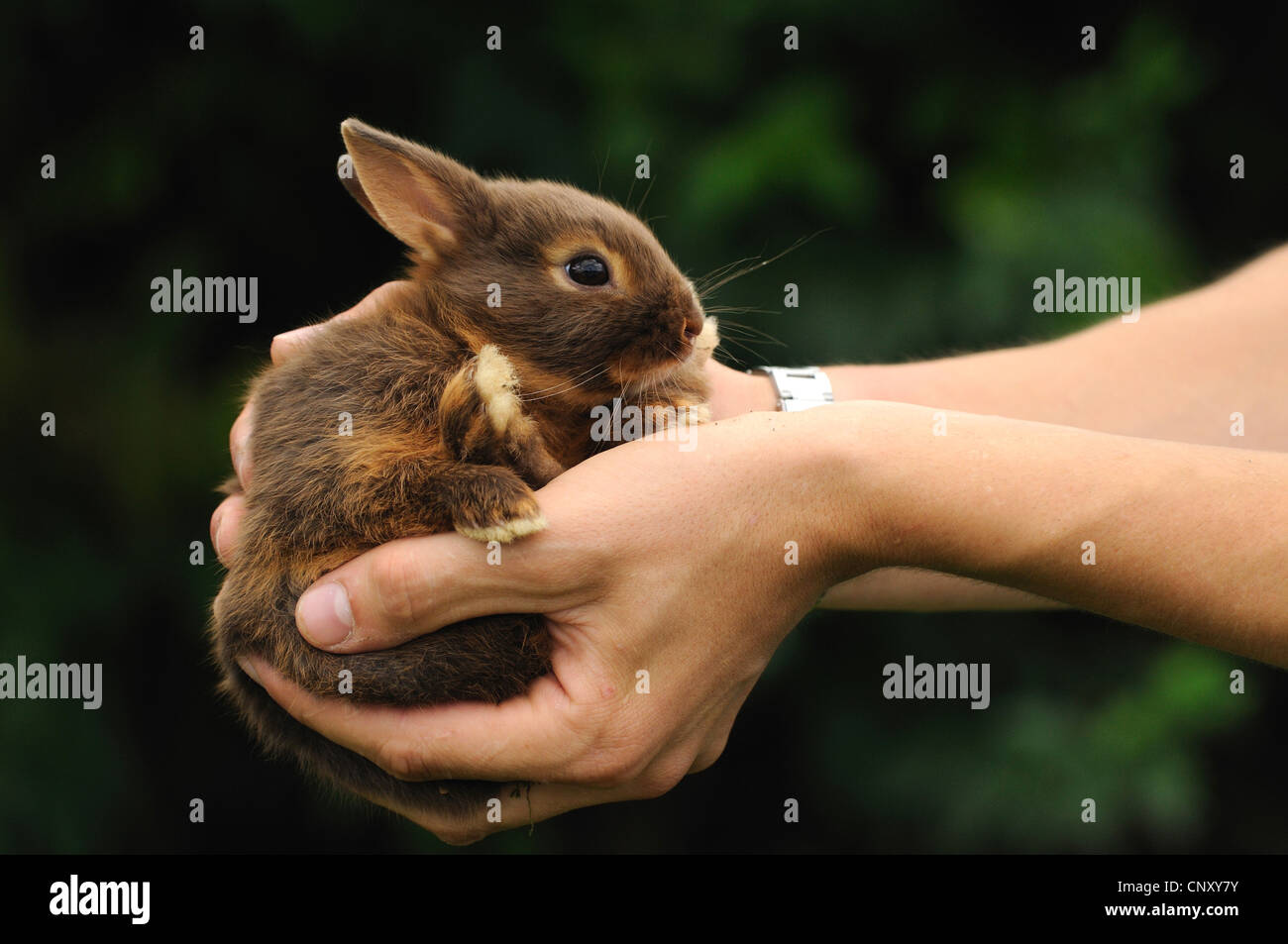 dwarf rabbit (Oryctolagus cuniculus f. domestica), woman's hands ...