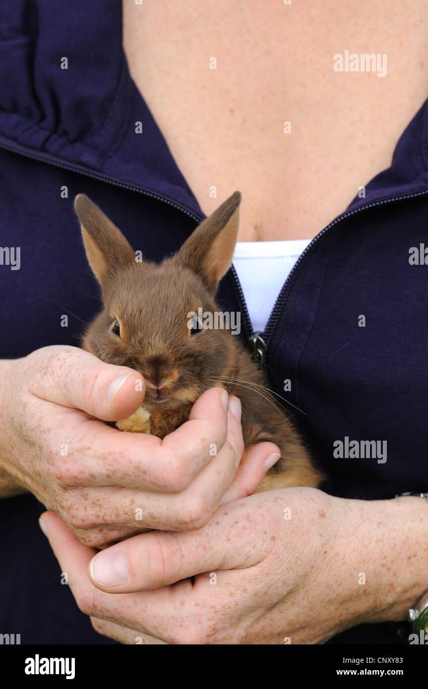 dwarf rabbit (Oryctolagus cuniculus f. domestica), woman's hands ...
