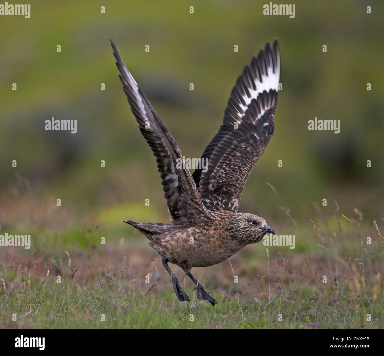 Stercorariidae stercorarius hi-res stock photography and images - Alamy